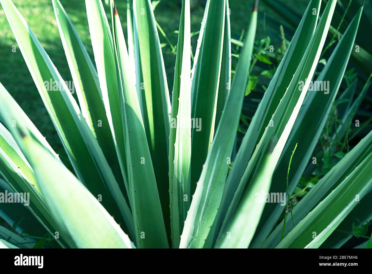 Abstract striped natural background. Details of variegated spanish ...