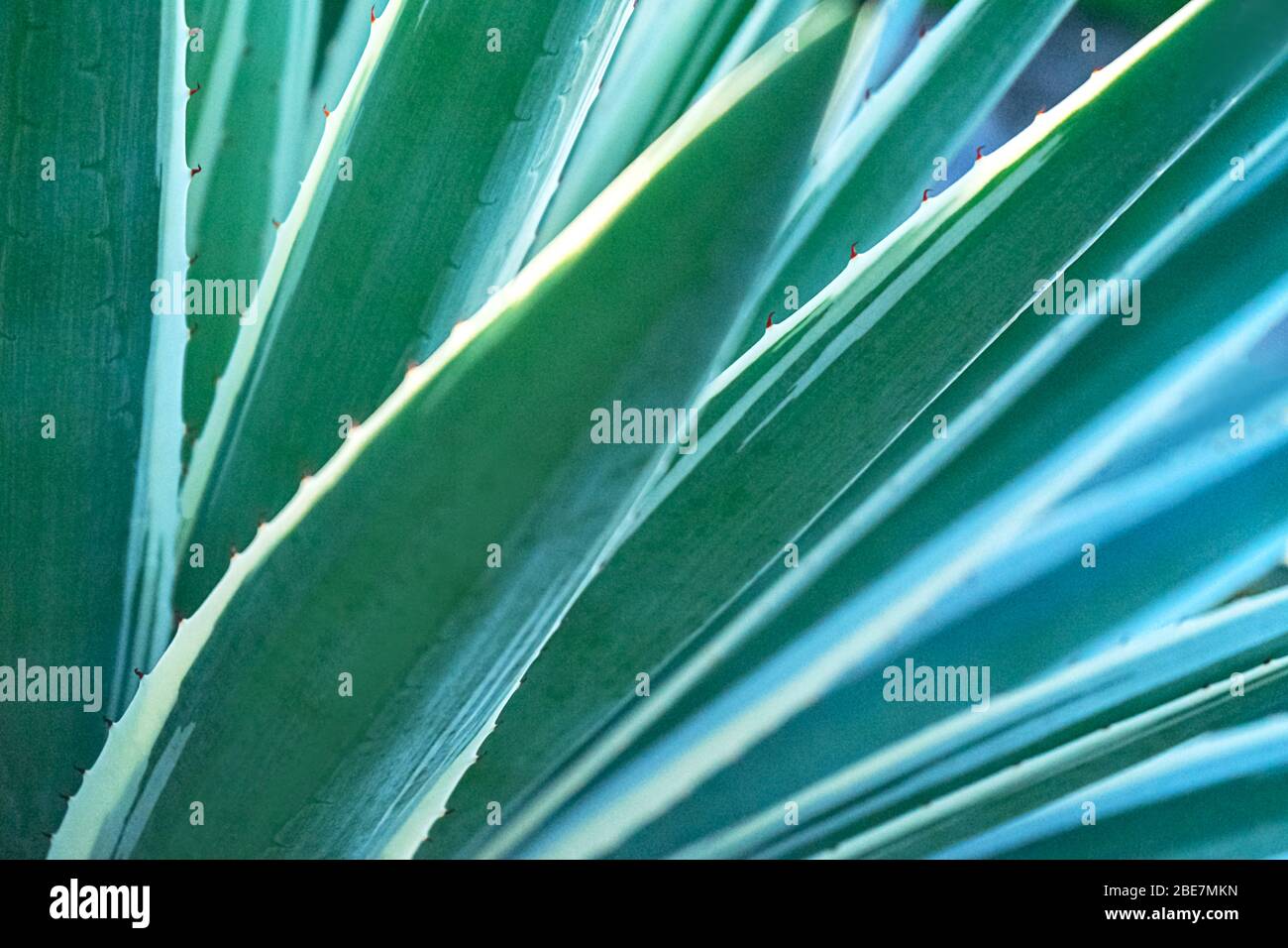 Abstract striped natural background. Details of variegated spanish ...