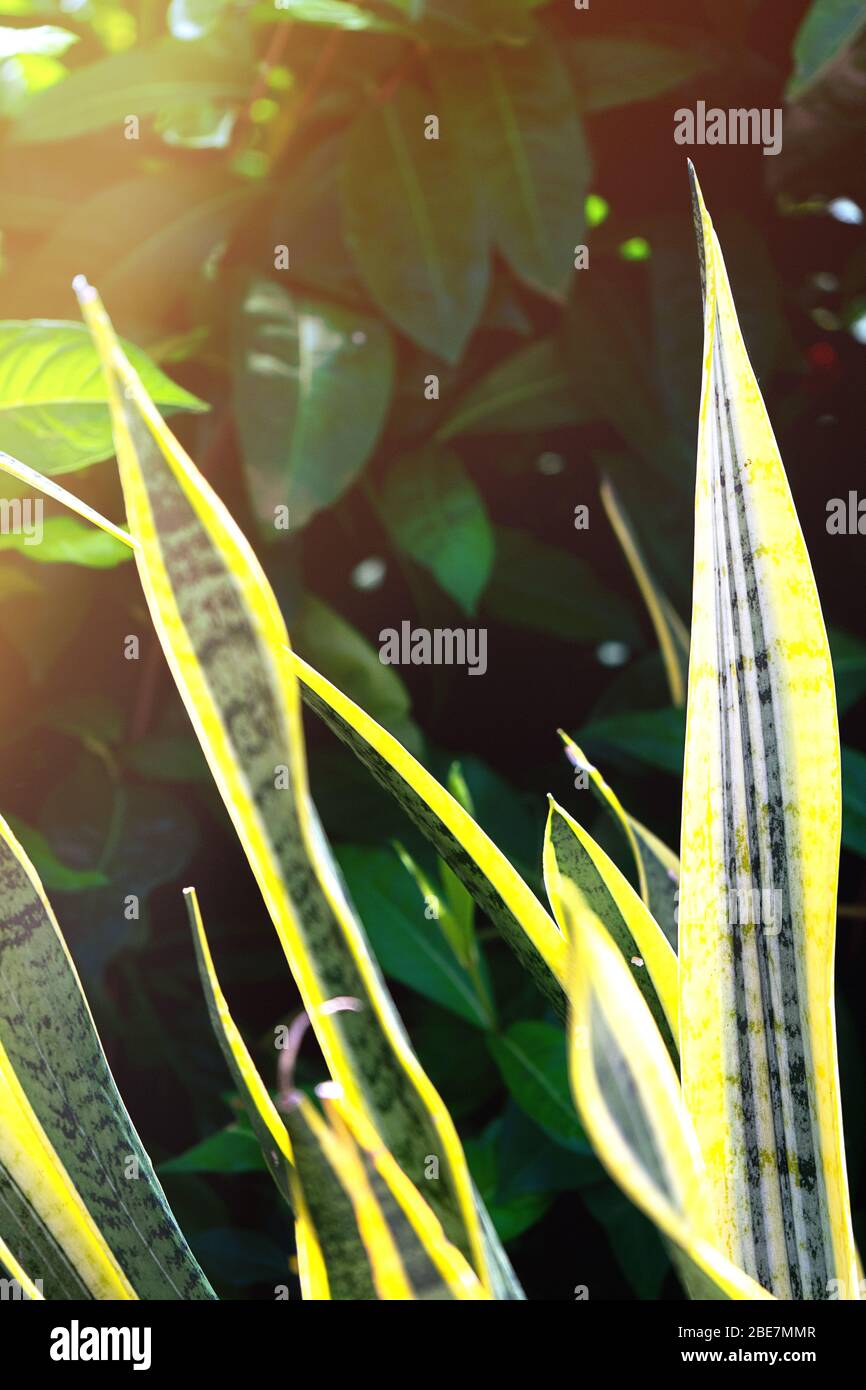 Abstract striped natural background. Details of variegated spanish ...