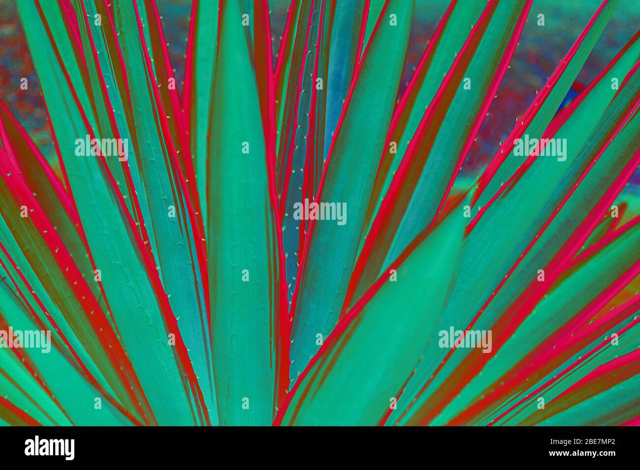 Abstract striped natural background. Details of variegated spanish ...