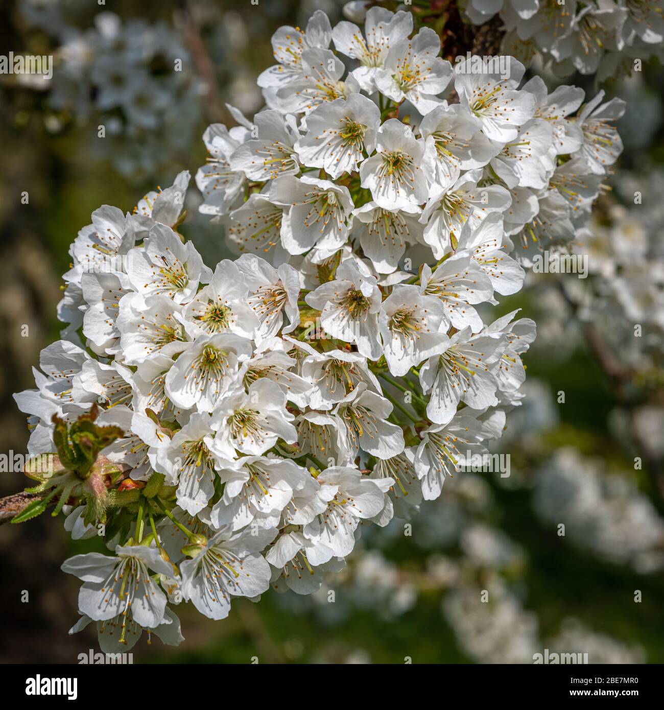 Fresh branch white cherry hi-res stock photography and images - Alamy