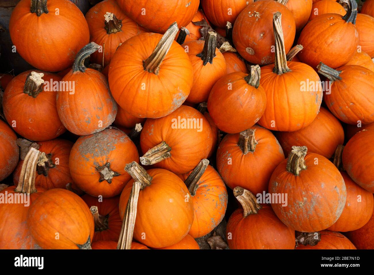 Pile of orange red pumpkins Stock Photo - Alamy