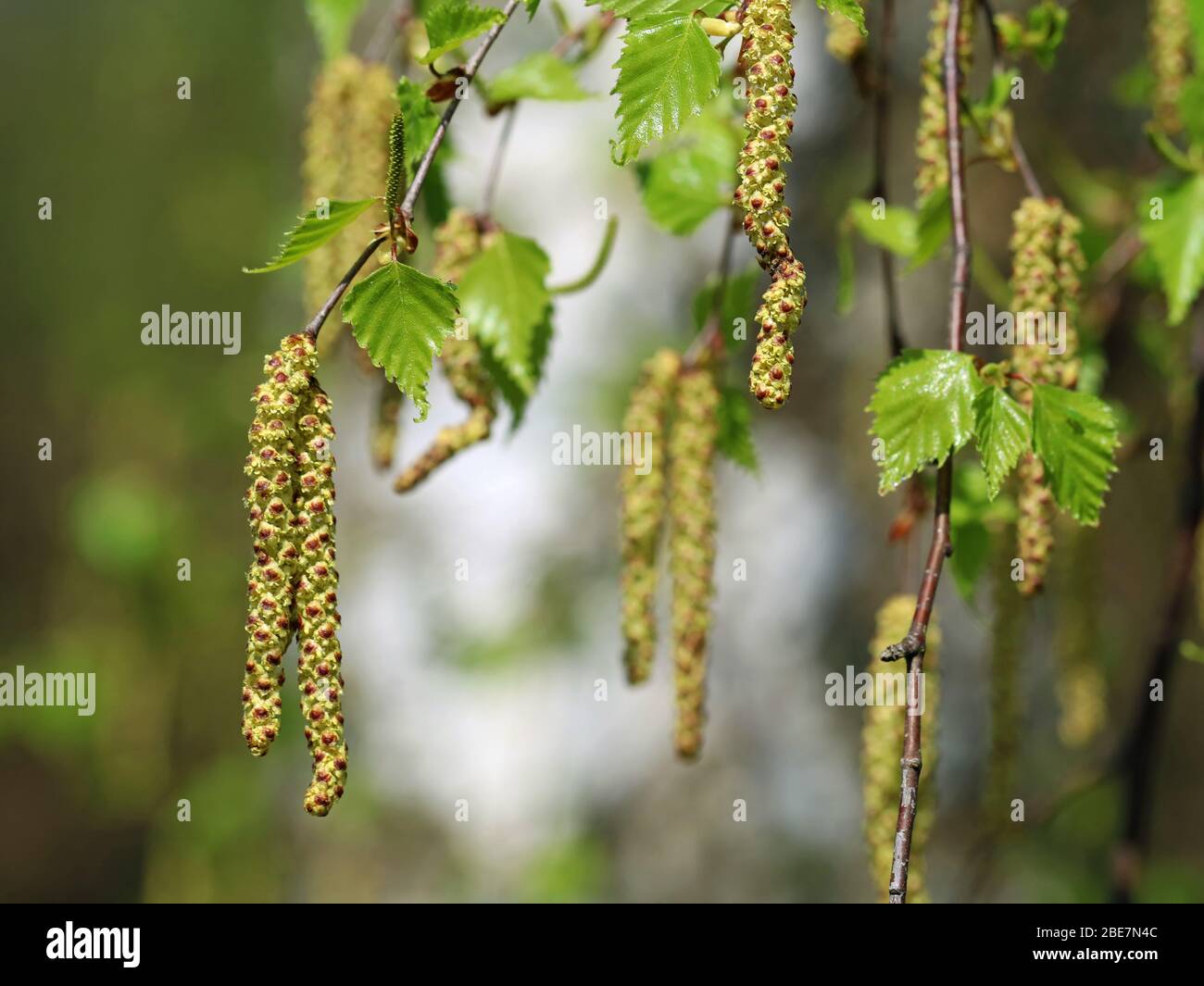Allergic asthma hi-res stock photography and images - Alamy