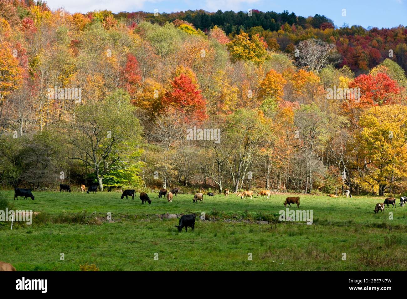 Autumn scene with cows in Delaware County NY Stock Photo - Alamy