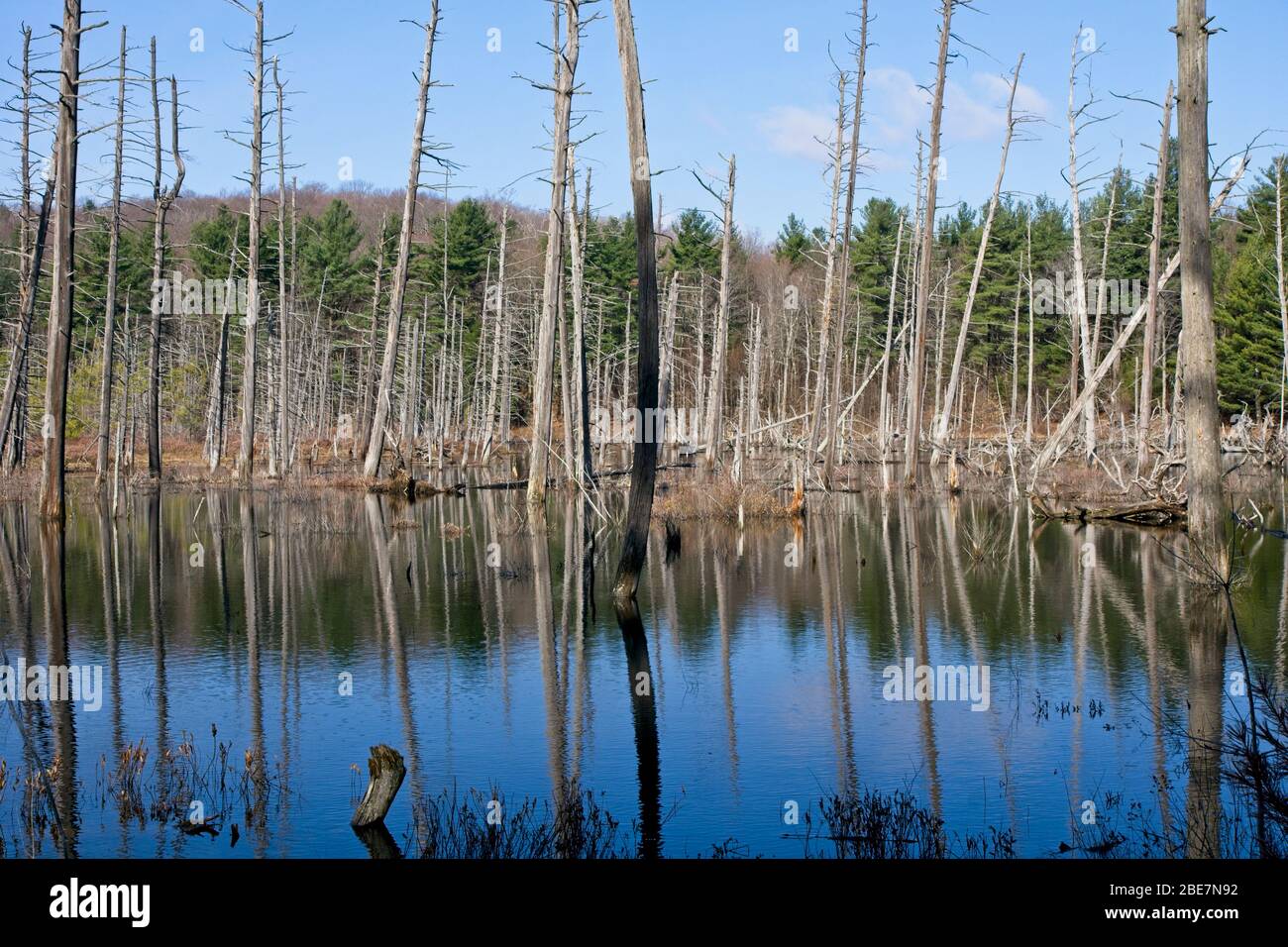 Beaver activity traces hi-res stock photography and images - Alamy