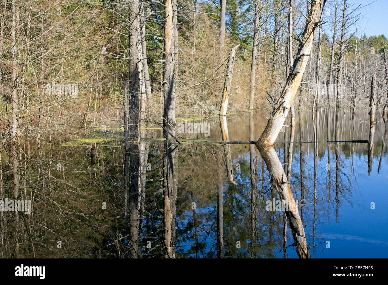 Beaver activity traces hi-res stock photography and images - Alamy