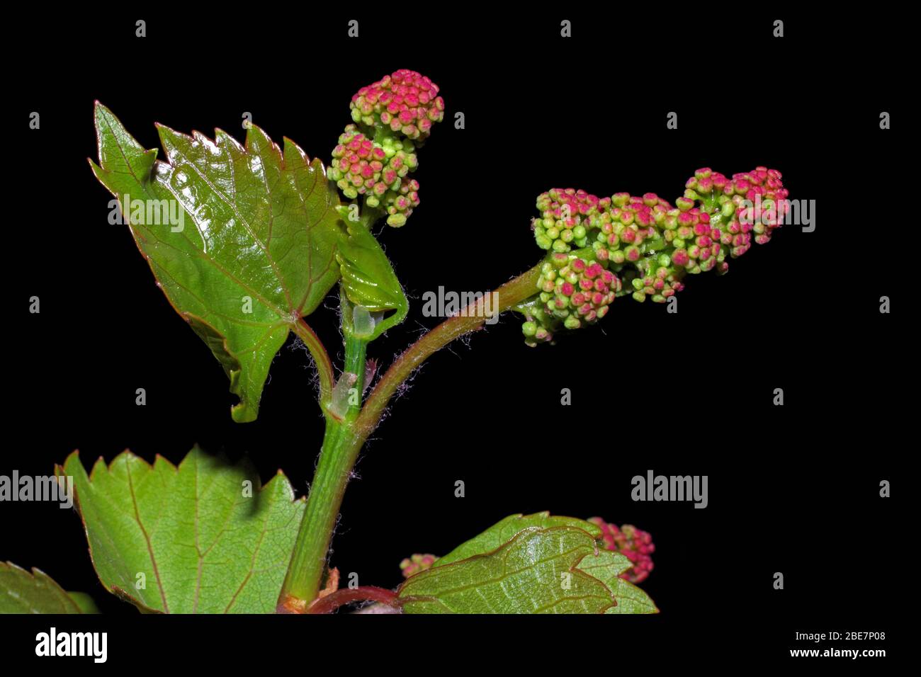 Grapes bunch in bud hi-res stock photography and images - Alamy
