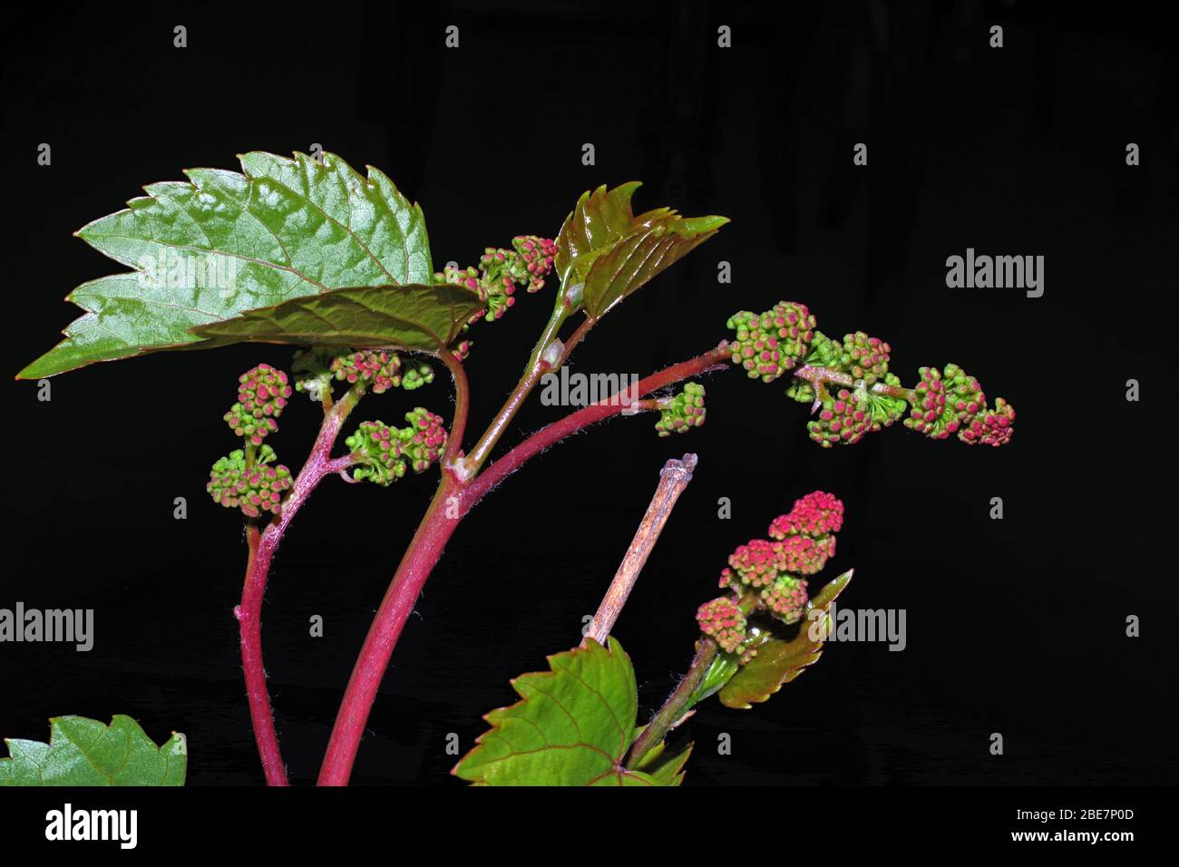 Grapes bunch in bud hi-res stock photography and images - Alamy