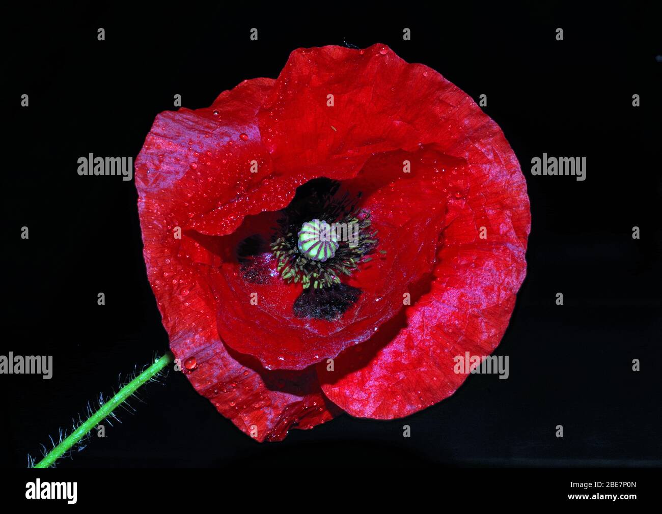 Flourishing red poppy flowers hi-res stock photography and images - Alamy