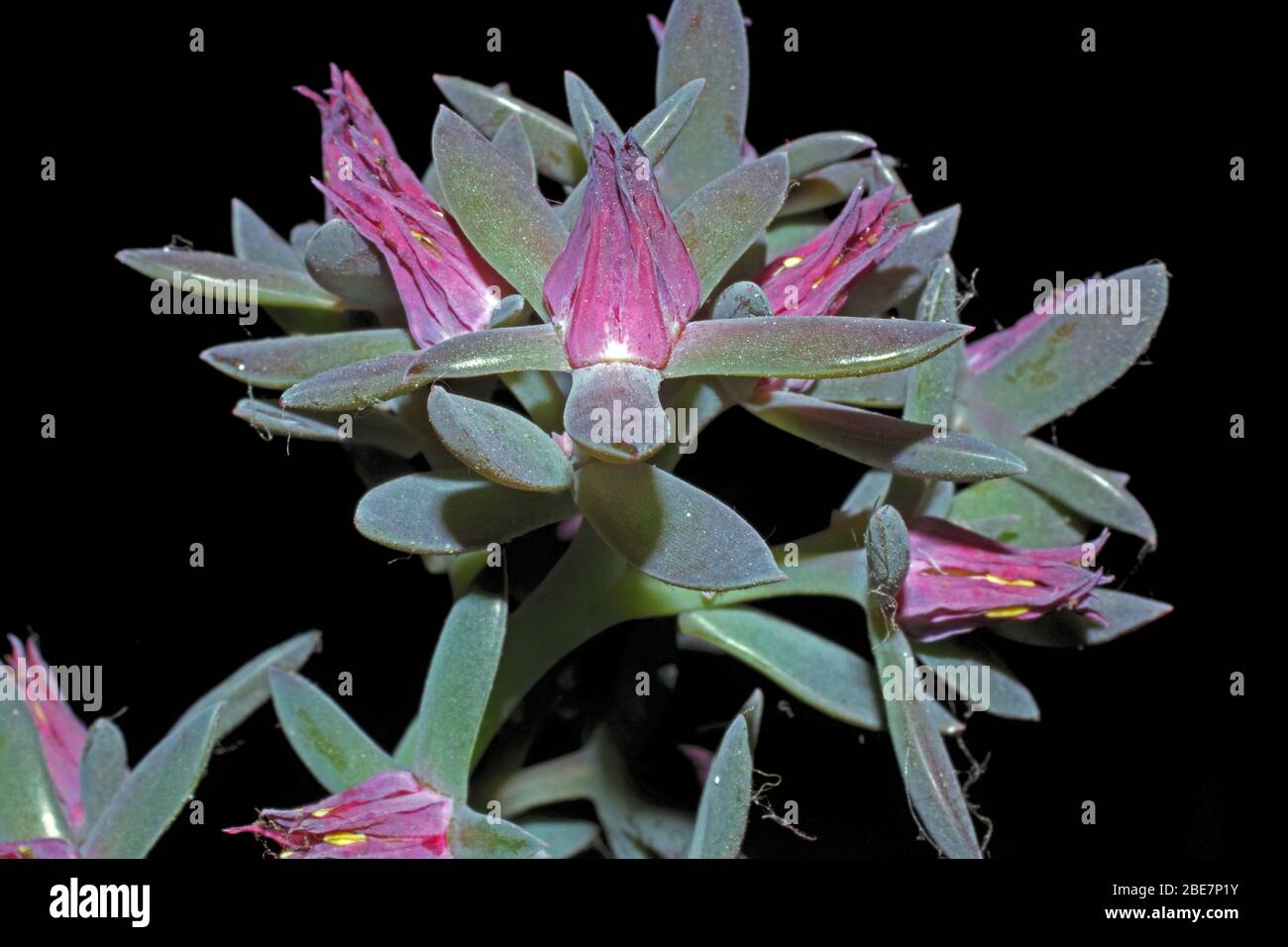 Fat plant flower hi-res stock photography and images - Alamy