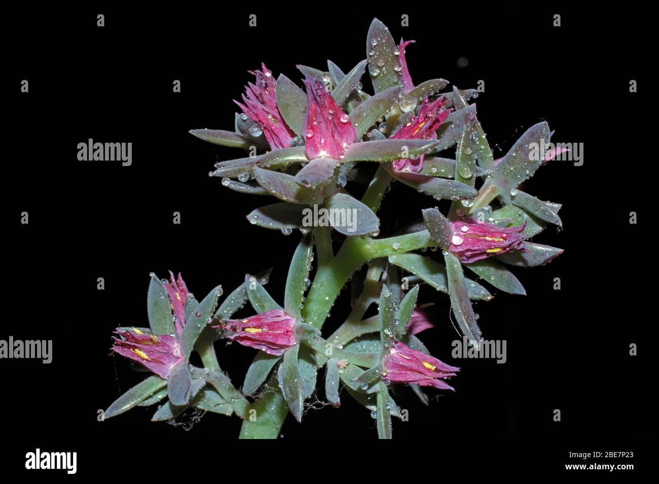 Fat plant flower hi-res stock photography and images - Alamy