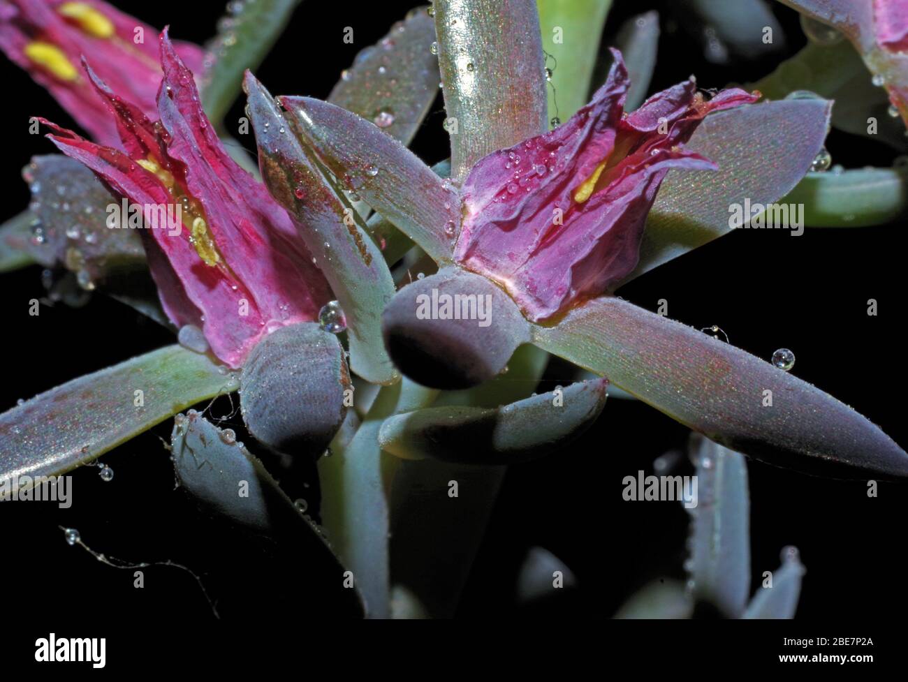 Fat plant hi-res stock photography and images - Alamy