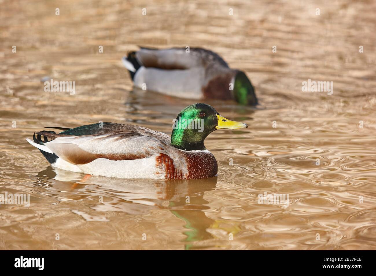 Mallards swimming on a pond. Anas platyrhynchos. Wild nature outdoor ...