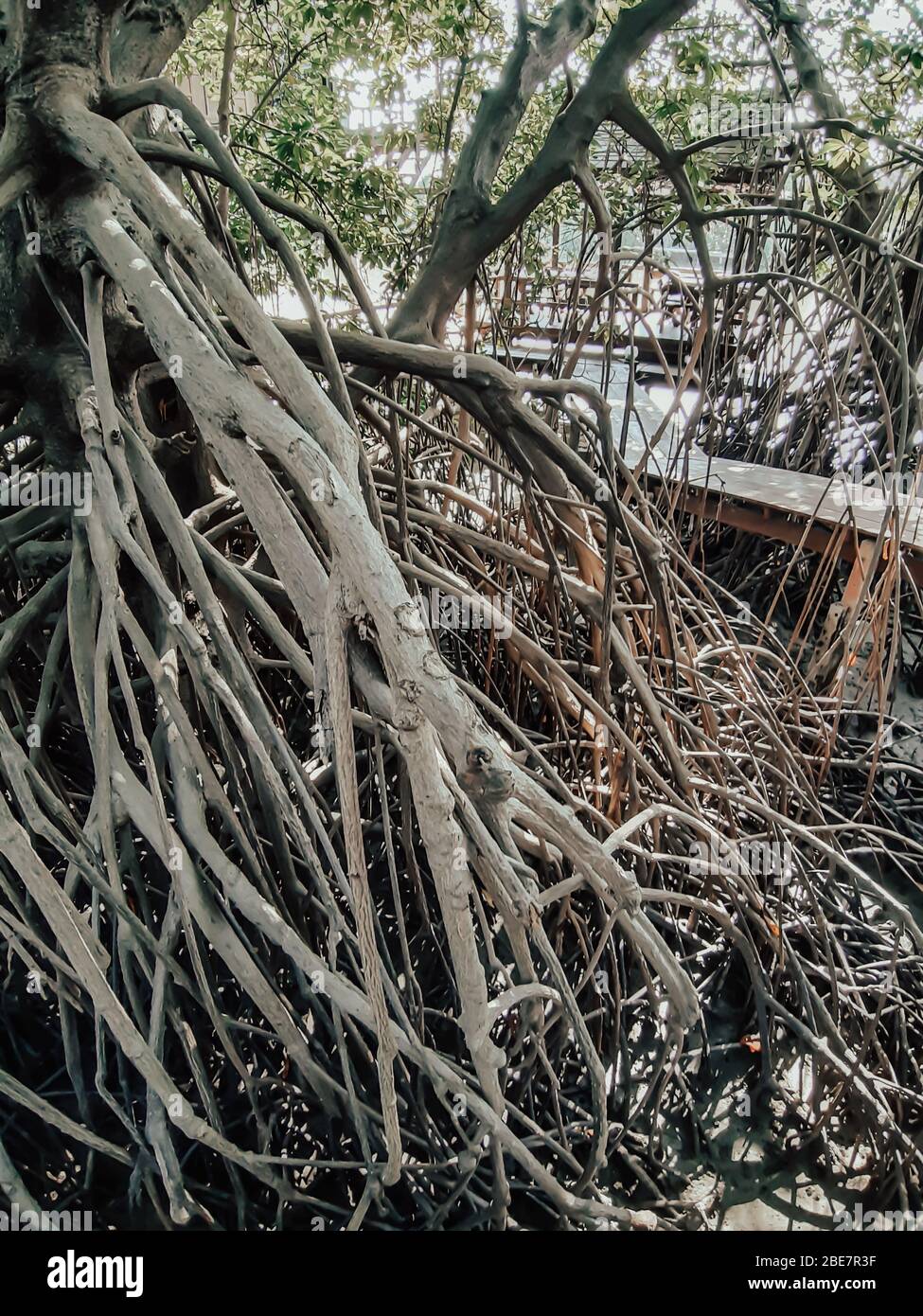 Mangrove root close up hi-res stock photography and images - Alamy