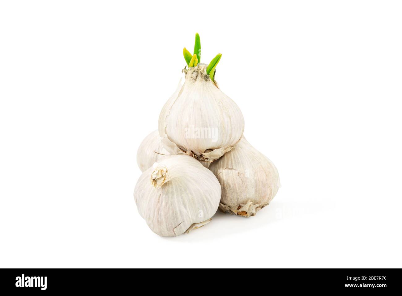bunch of old garlic bulbs, with sprouted garlic on top isolated on a ...