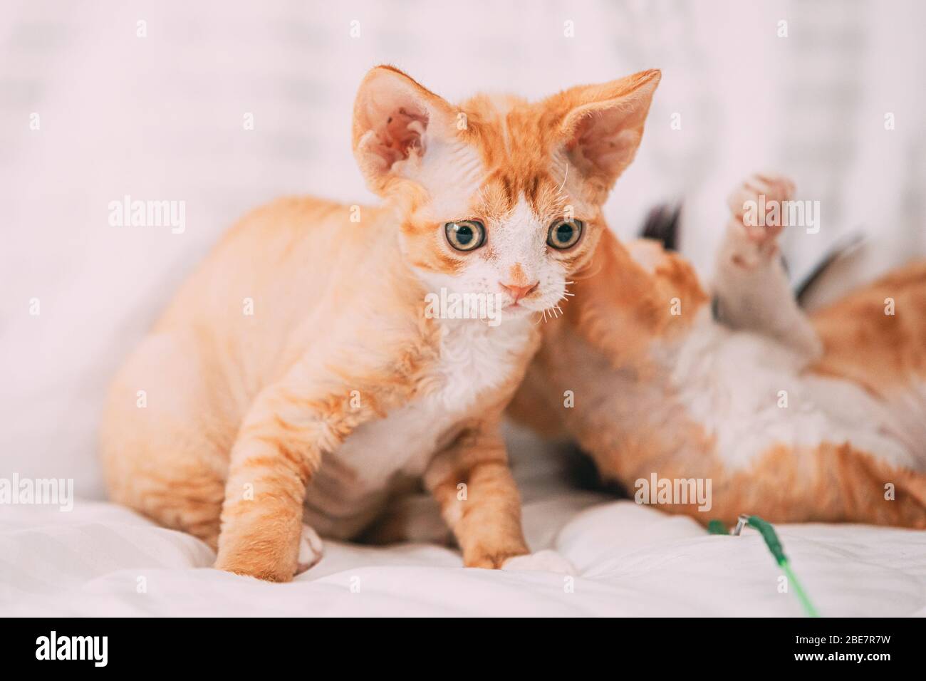 Funny Curious Young Red Ginger Devon Rex Kitten Playing Together At ...