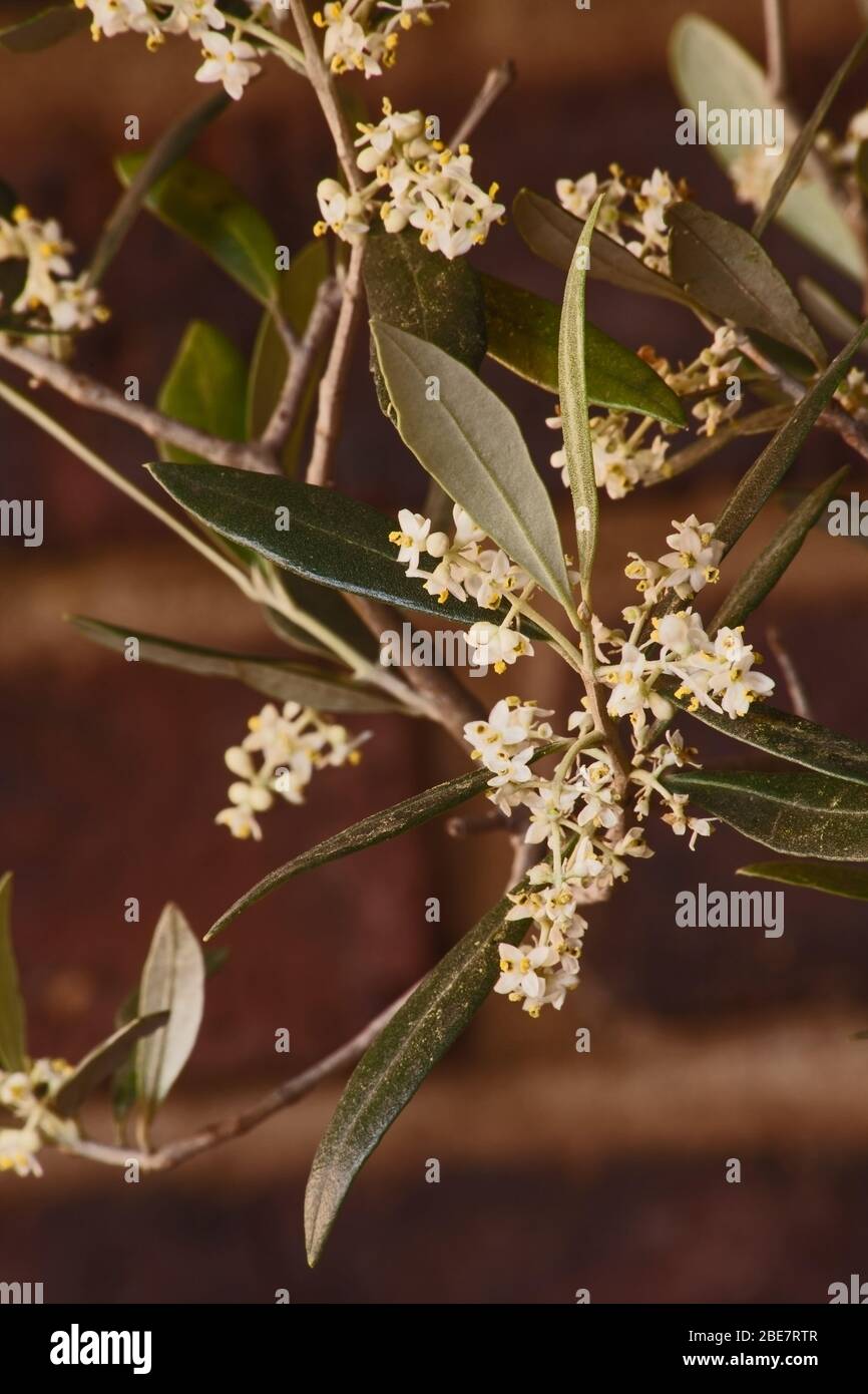 Olea europaea flower hi-res stock photography and images - Alamy