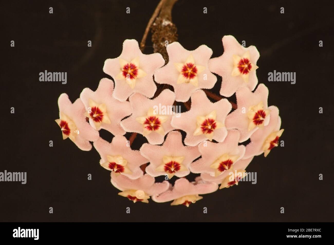 Hoya Waxplant Flower 3 Stock Photo - Alamy
