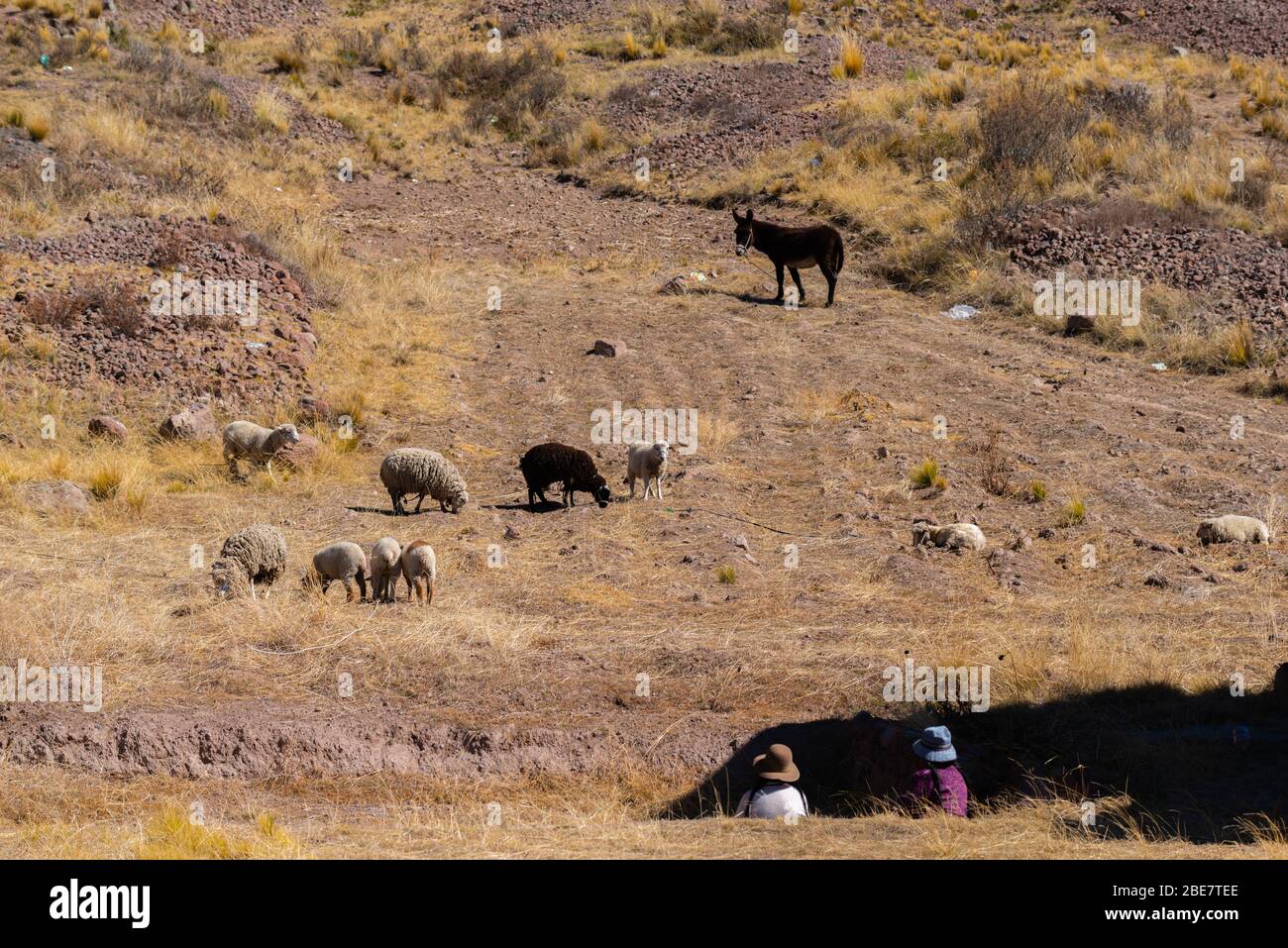 Agriculture in the Altiplano region, Peninsula Huata, Department La Paz ...