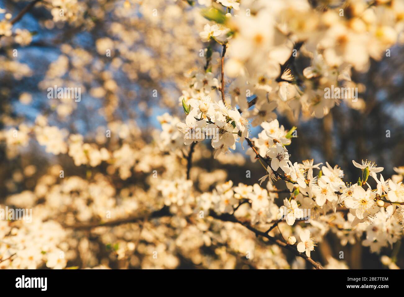 Spring blossom background. Beautiful nature scene with blooming tree. Sunny day. Spring flowers ...