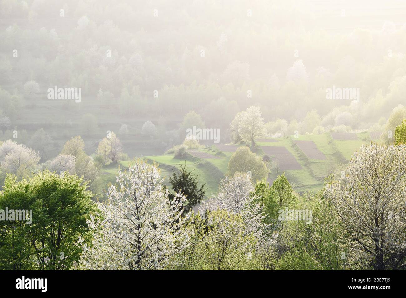 Spring background with blooming trees on the slopes of the village ...