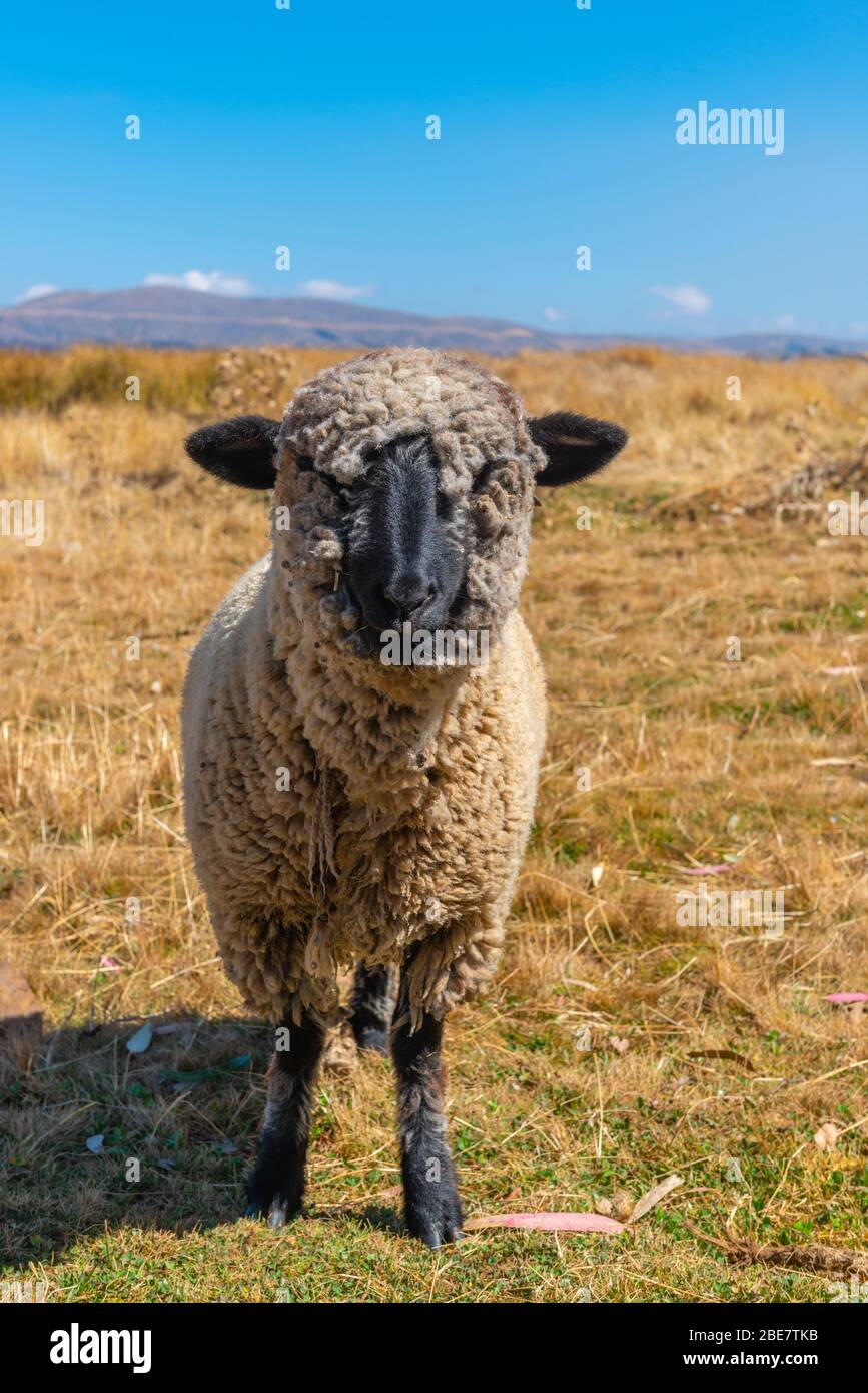 Sheep standing on a field, Peninsula Huata, Department La Paz, Bolivia ...