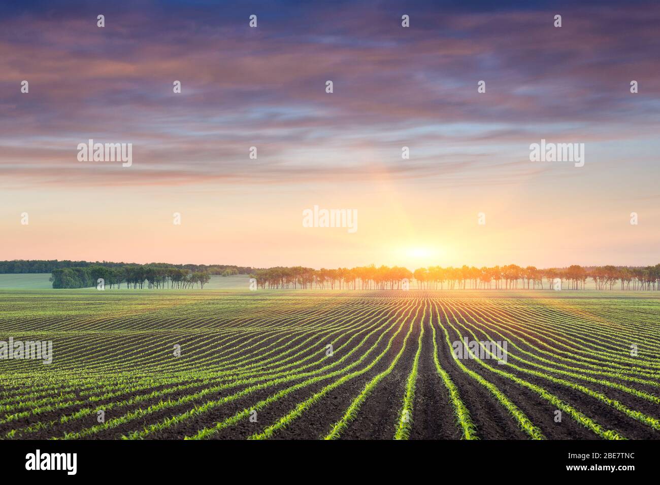 Young corn crop rows hi-res stock photography and images - Alamy