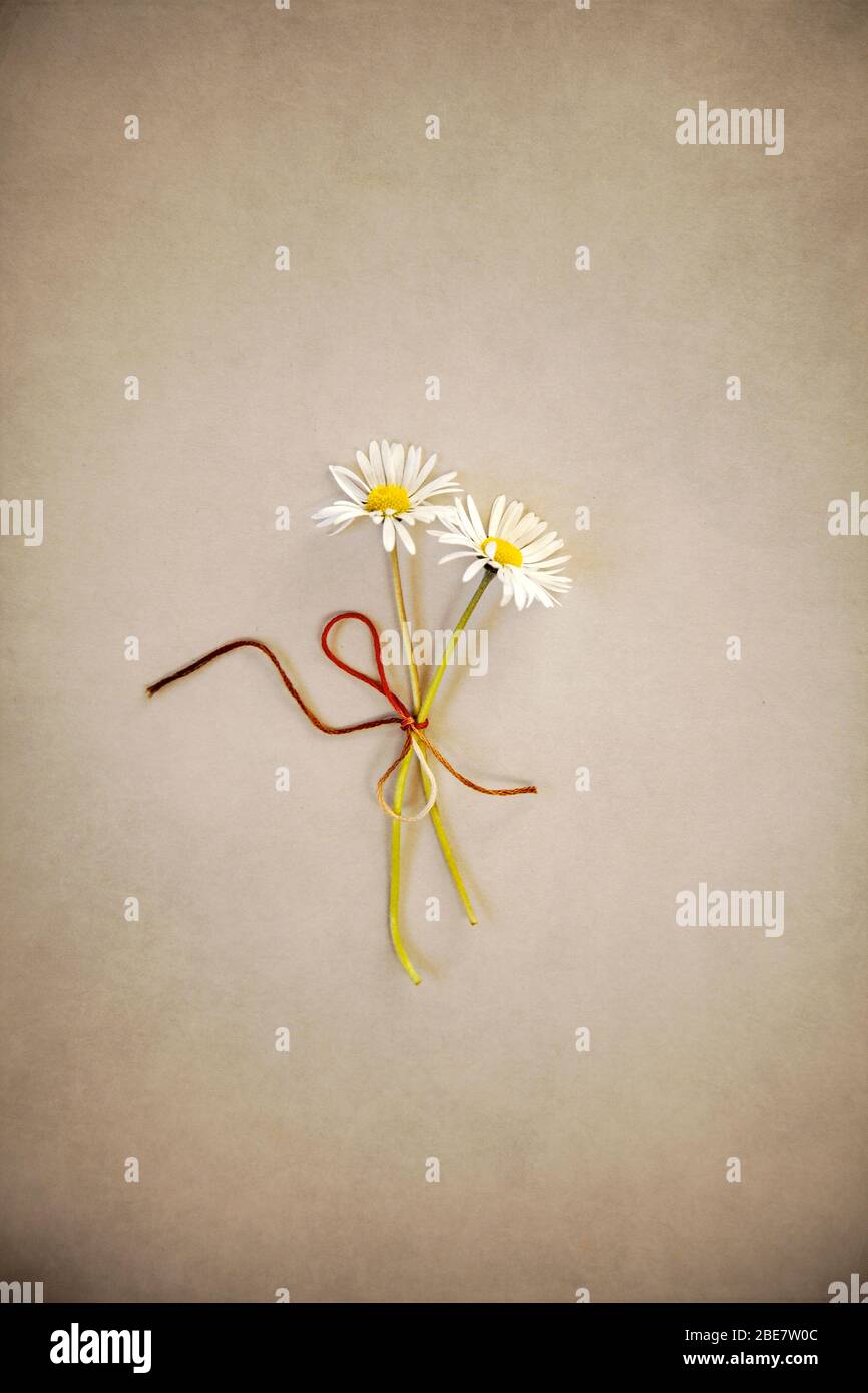 Daisy Stems with Thread Bow Stock Photo - Alamy