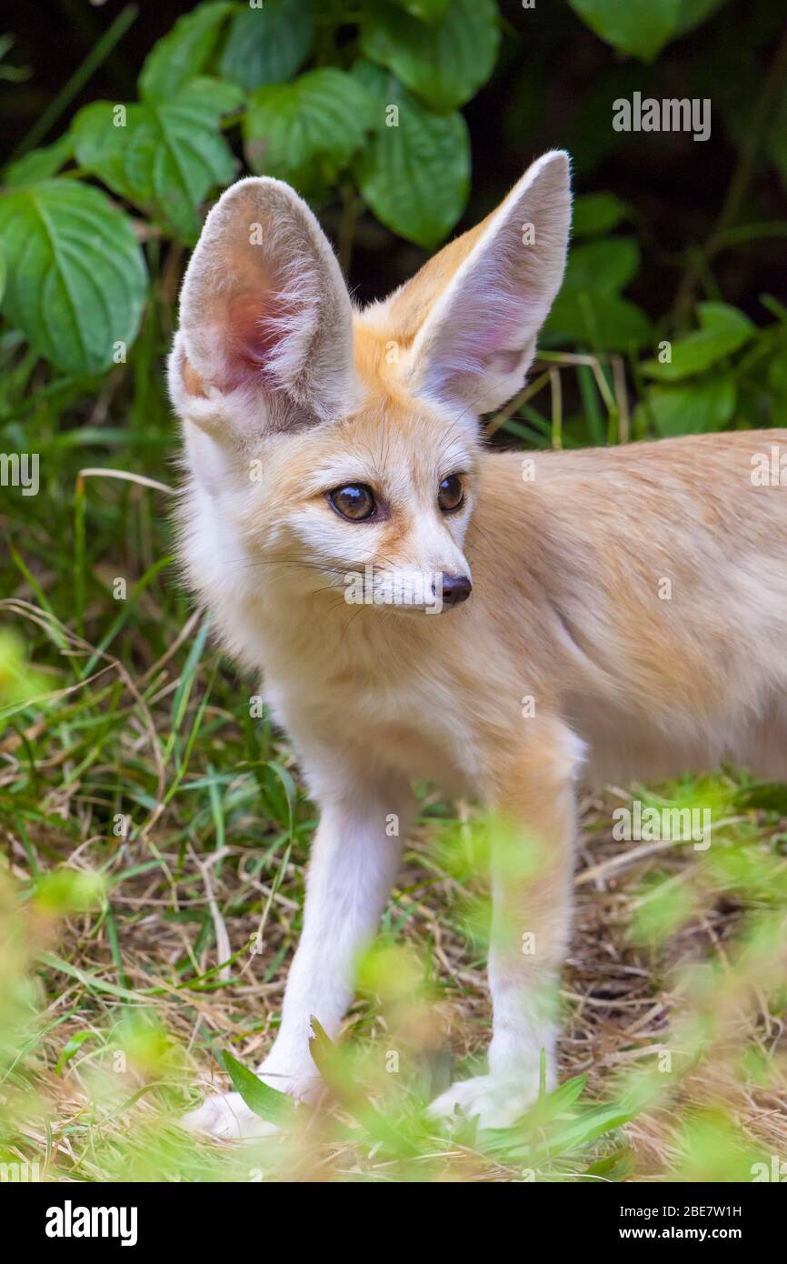North African Fox High Resolution Stock Photography and Images - Alamy