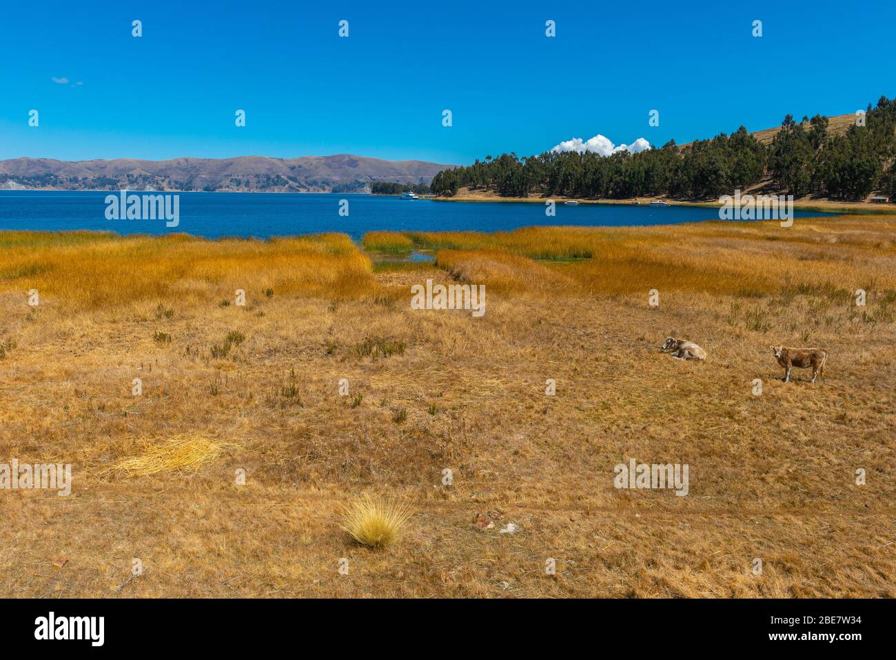Peninsula Huata, Department La Paz, Bolivia, Latin America Stock Photo ...