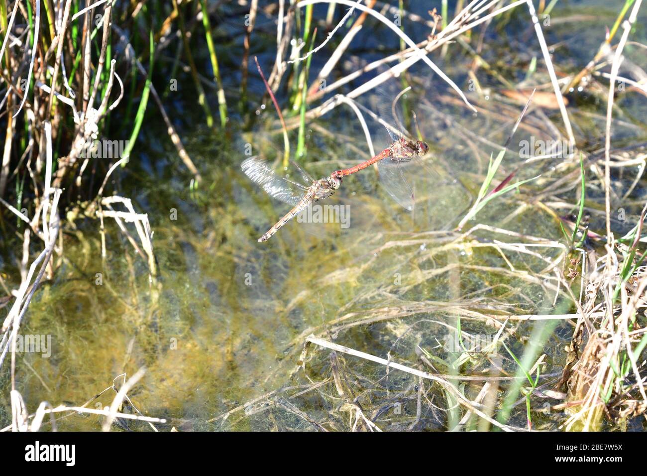 Dragonfly and damselfly together hi-res stock photography and images ...