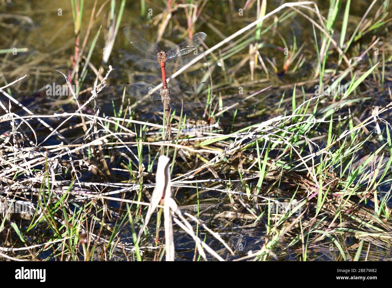 The ruddy darter dragonfly male and female are mating together in the ...