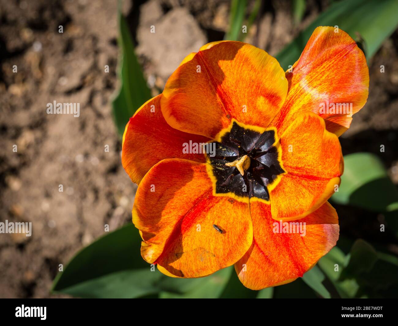 Orange tulip flower wide open. Close up of a tulip from above Stock ...