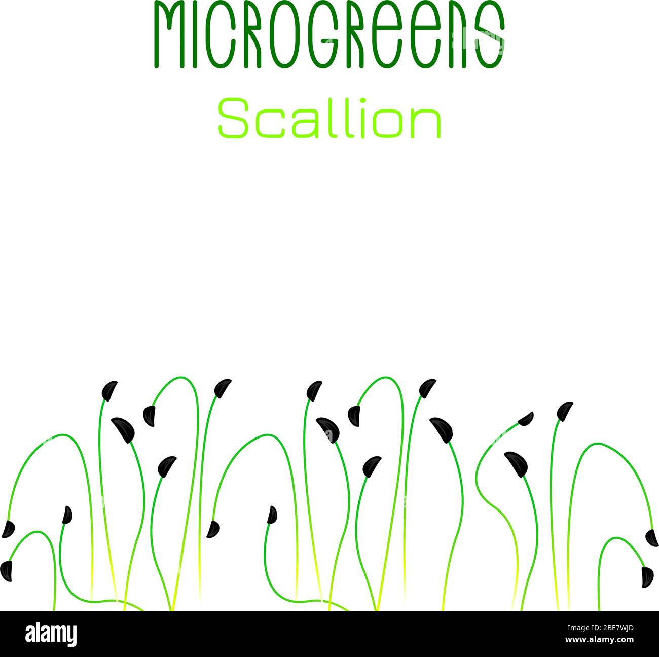Microgreens Scallions. Seed packaging design. Sprouting seeds of a ...