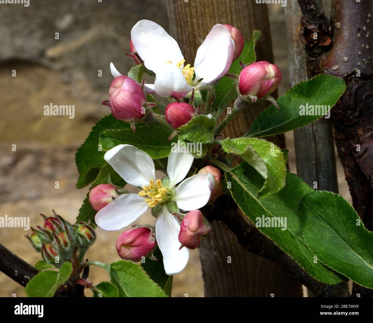 Katy apple tree hi-res stock photography and images - Alamy