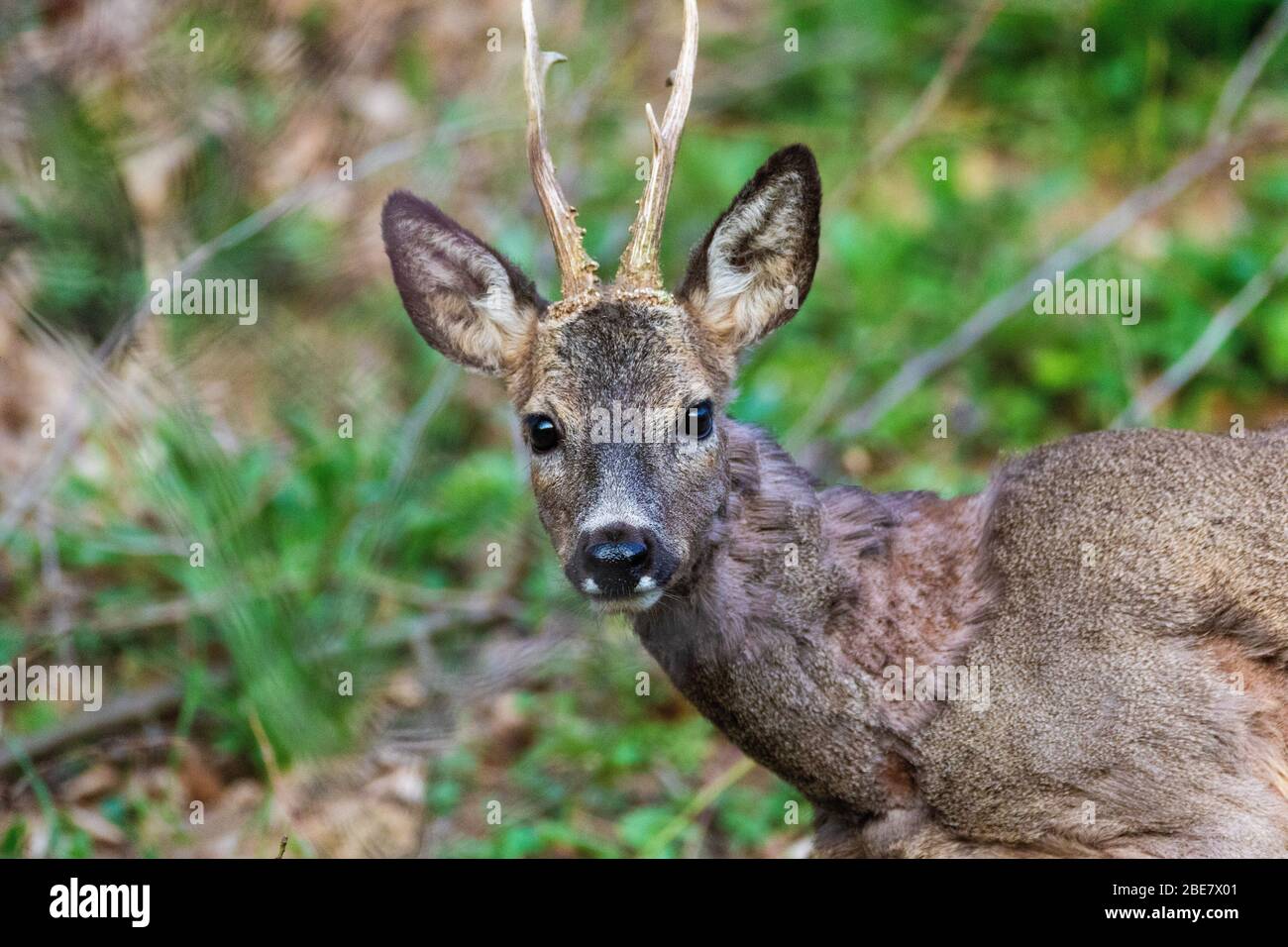 The roe deer on the forest edge Stock Photo - Alamy