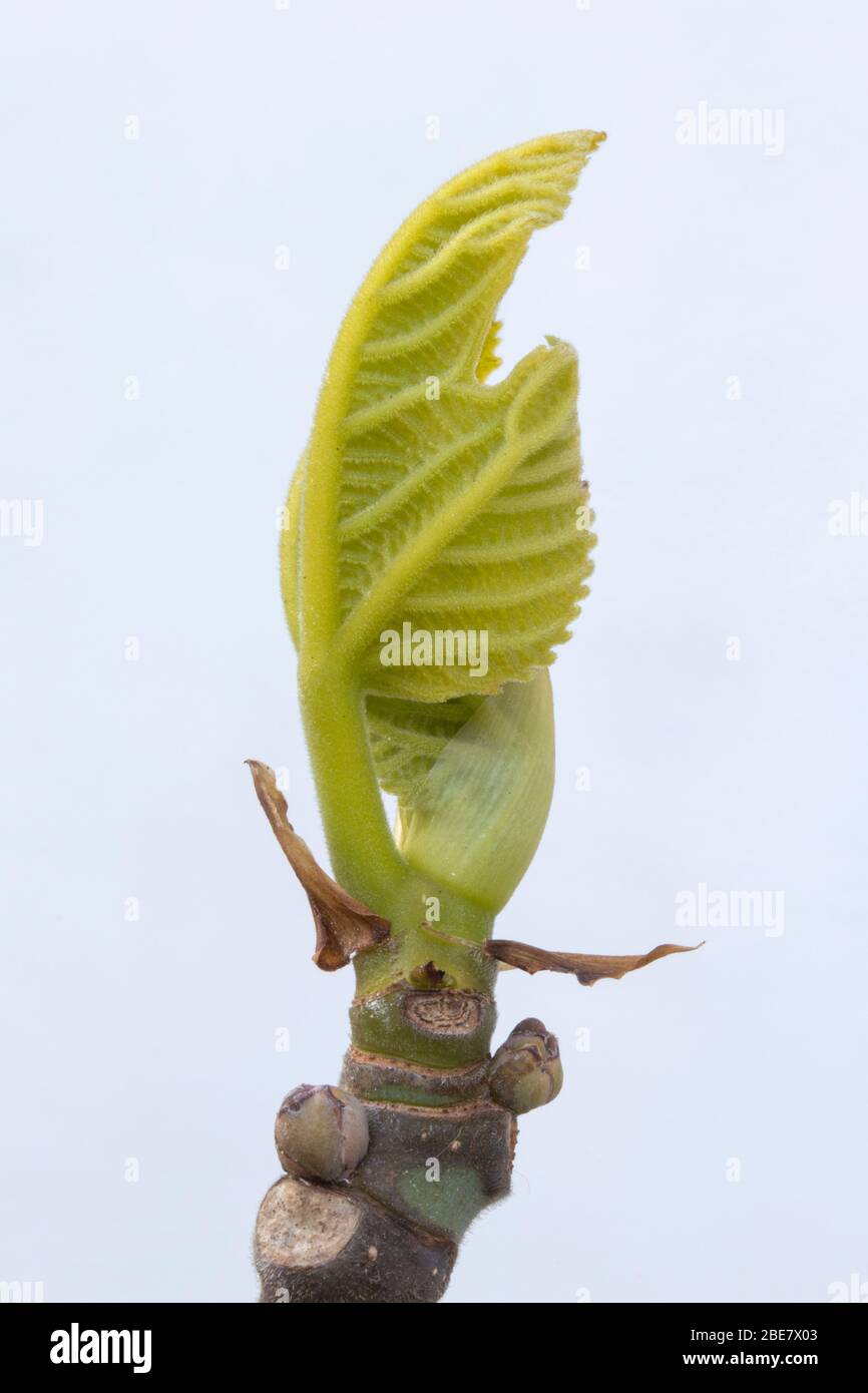 Bud fig tree hi-res stock photography and images - Alamy