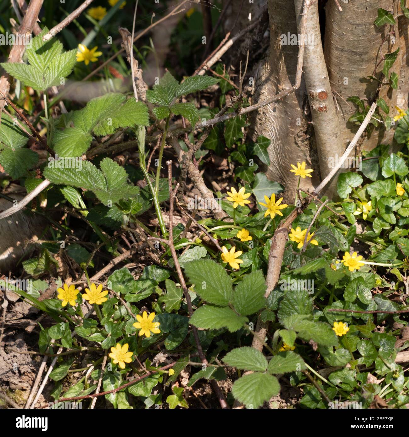 Lesser Celandine (Ficaria verna) flowering at the base of some trees ...