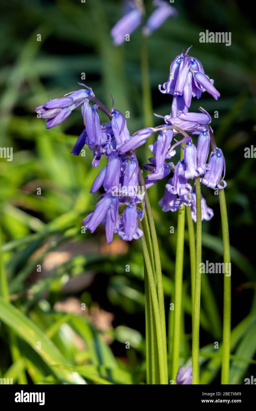 A clump of Bluebells flowering in the spring sunshine Stock Photo - Alamy
