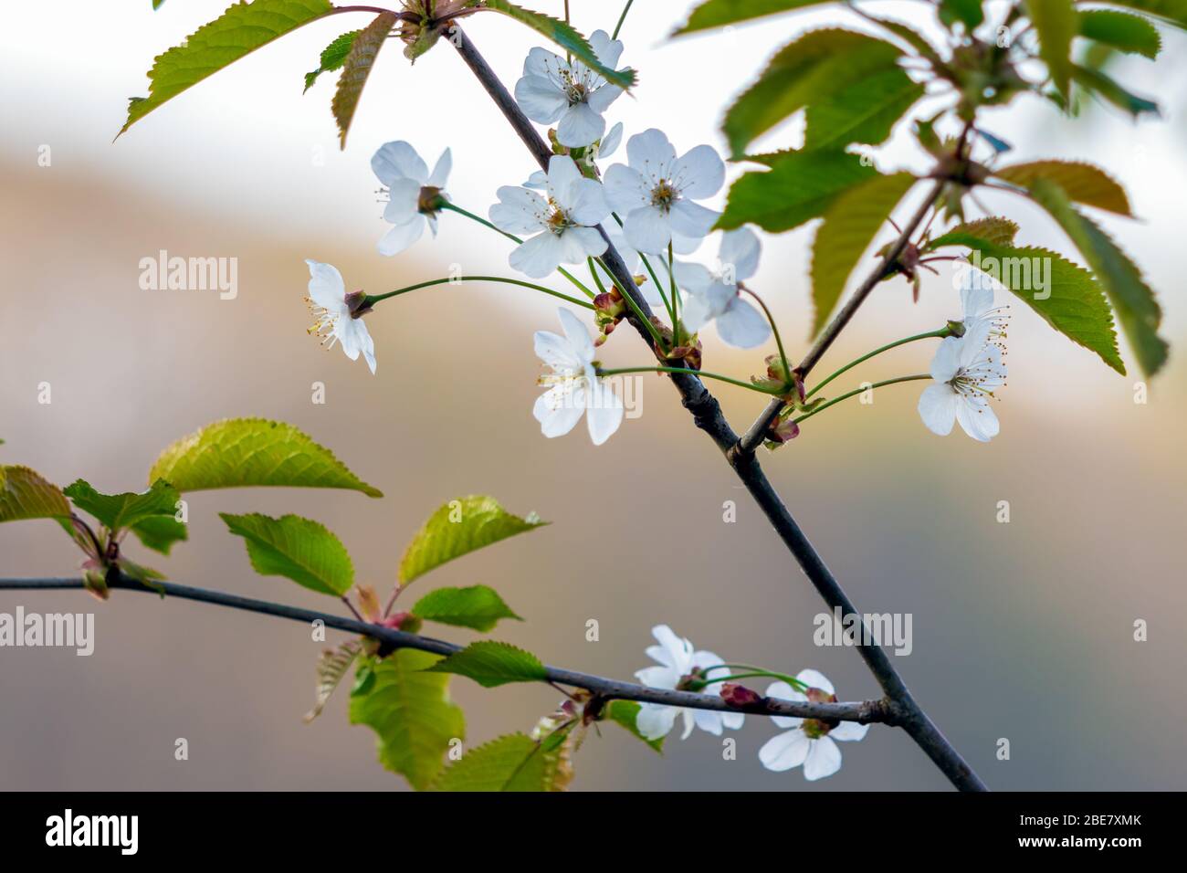 White blossom of a wild Cherry tree (prunus avium Stock Photo - Alamy