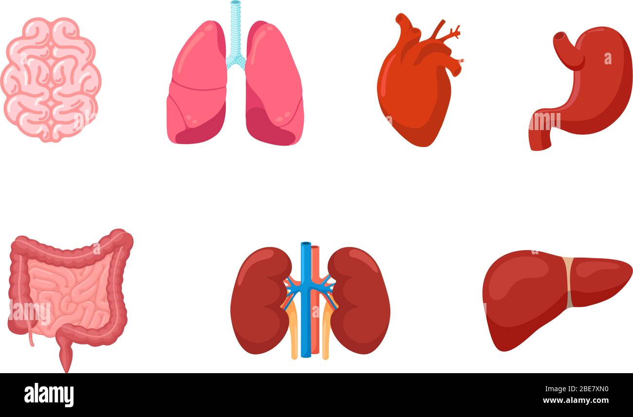Human anatomy internal organ set with brain lung intestine heart kidney ...