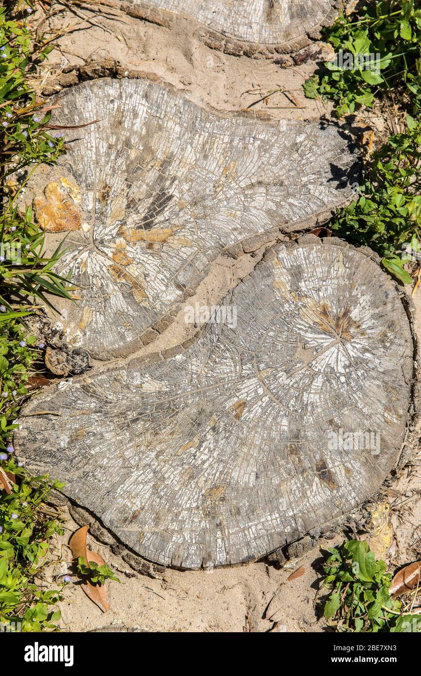 heart shape tree root, koh rong samloem, Cambodia Stock Photo - Alamy