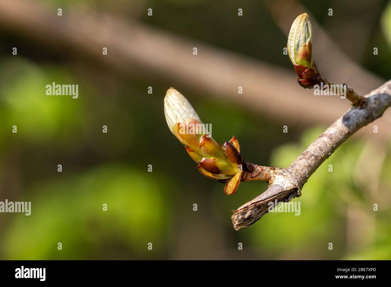 Sticky buds hi-res stock photography and images - Alamy