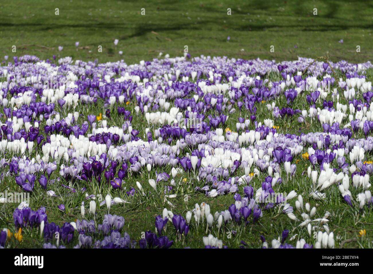 Colorful crocuses, Flower Meadow in Spring Stock Photo - Alamy