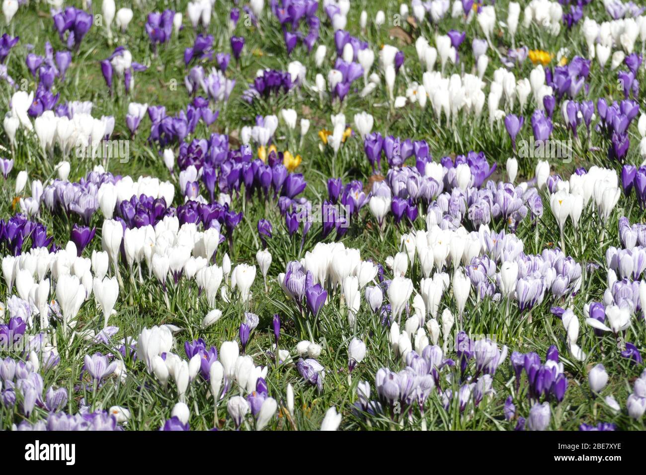 Colorful crocuses, Flower Meadow in Spring Stock Photo - Alamy