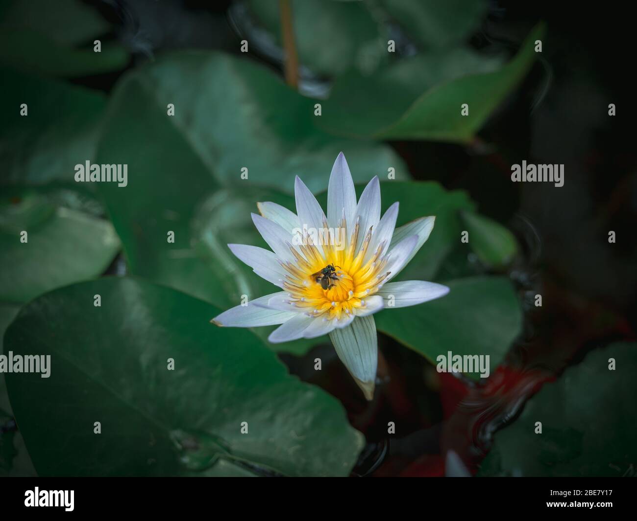 Beautiful white lotus flower with two bugs on the yellow pollen in the ...