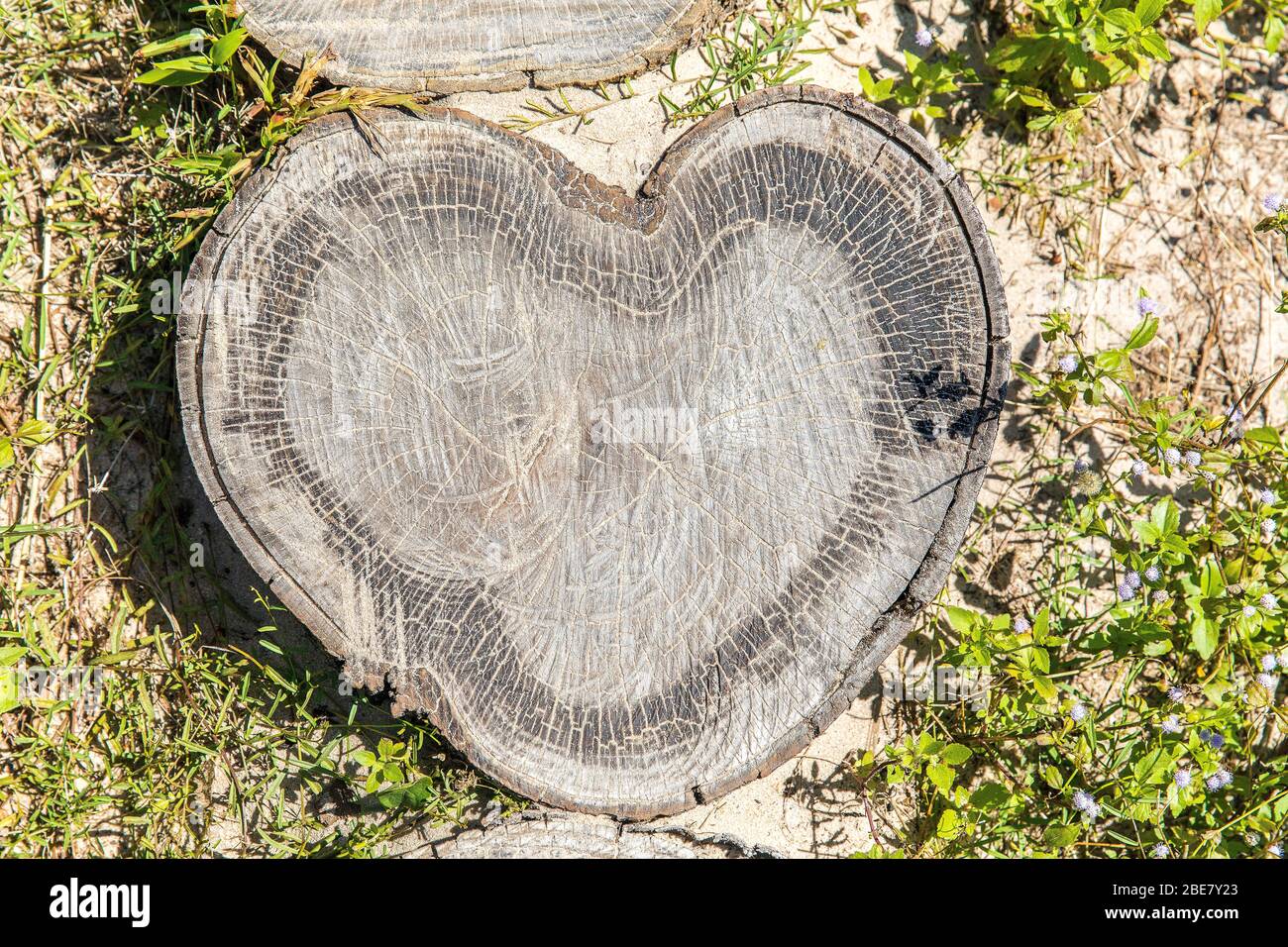 heart shape tree root, koh rong samloem, Cambodia Stock Photo - Alamy