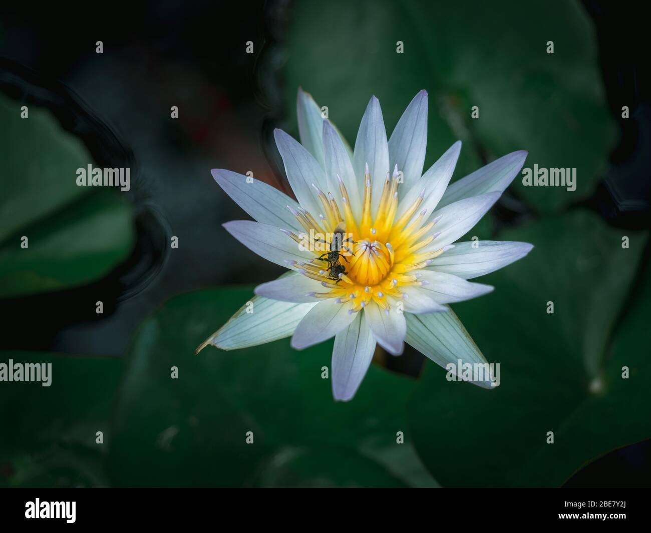 Close-up beautiful white lotus flower with two bugs on the yellow ...