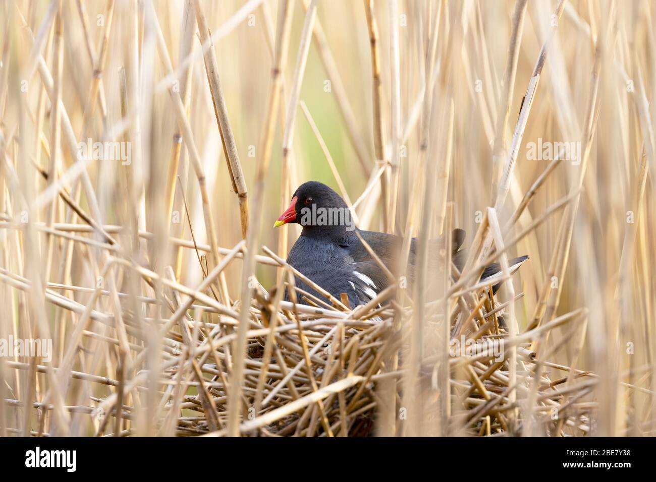 Newborn moorhen hi-res stock photography and images - Alamy