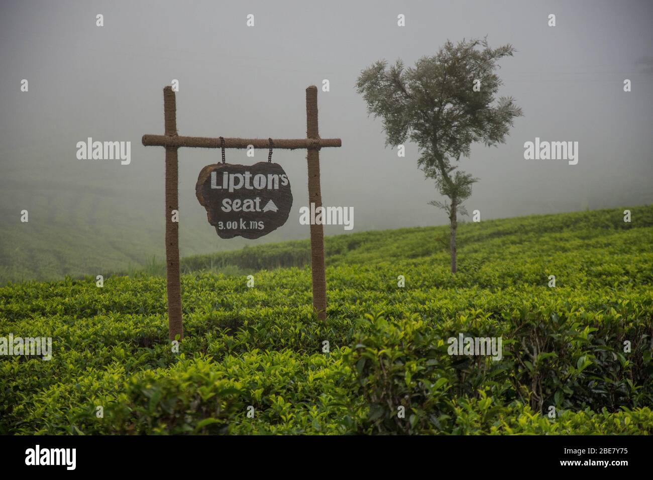 Lipton tea hi-res stock photography and images - Alamy